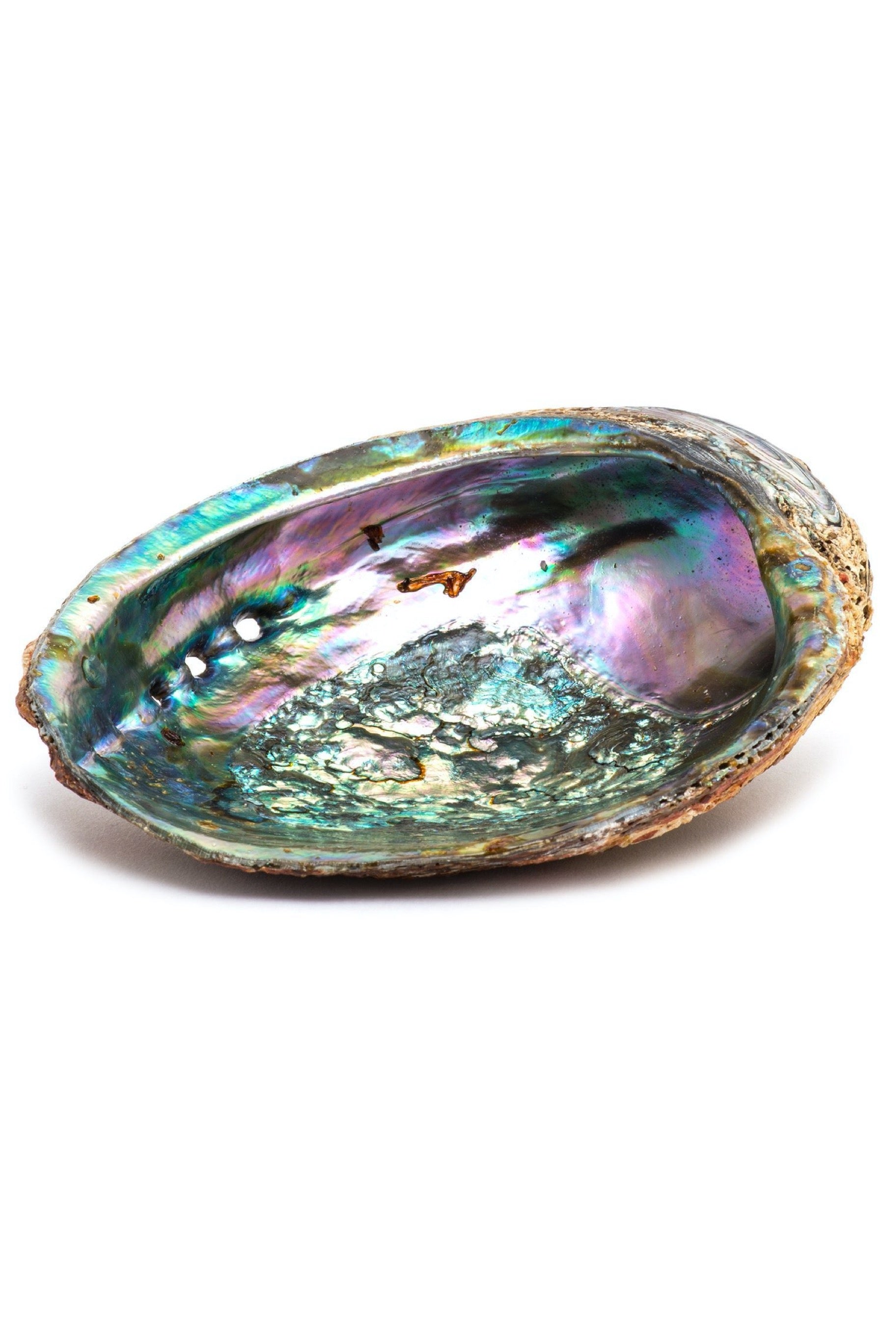 Abalone Shell – Prism Boutique