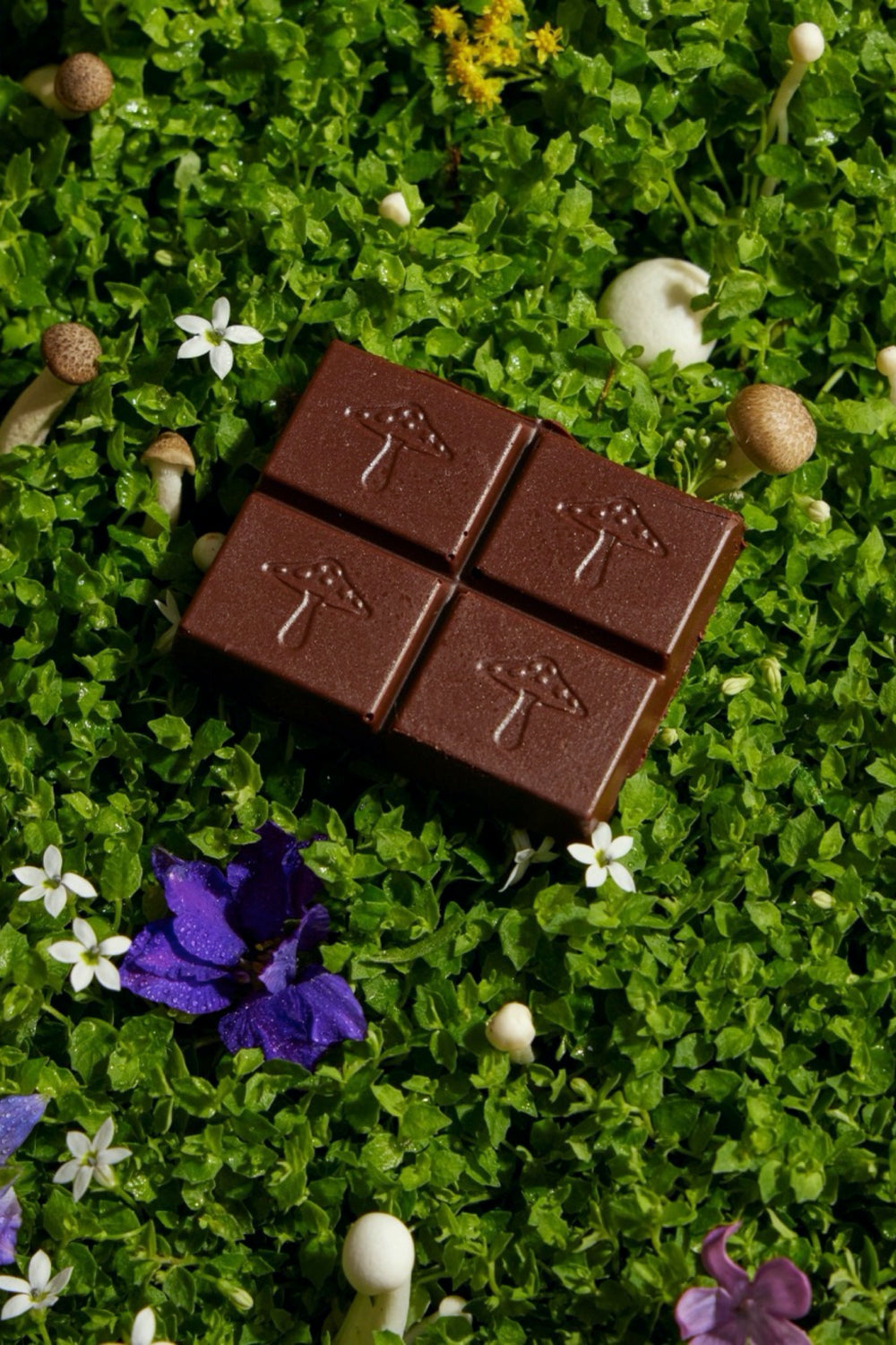 Nightcap Mushroom Chocolate — Prism Boutique