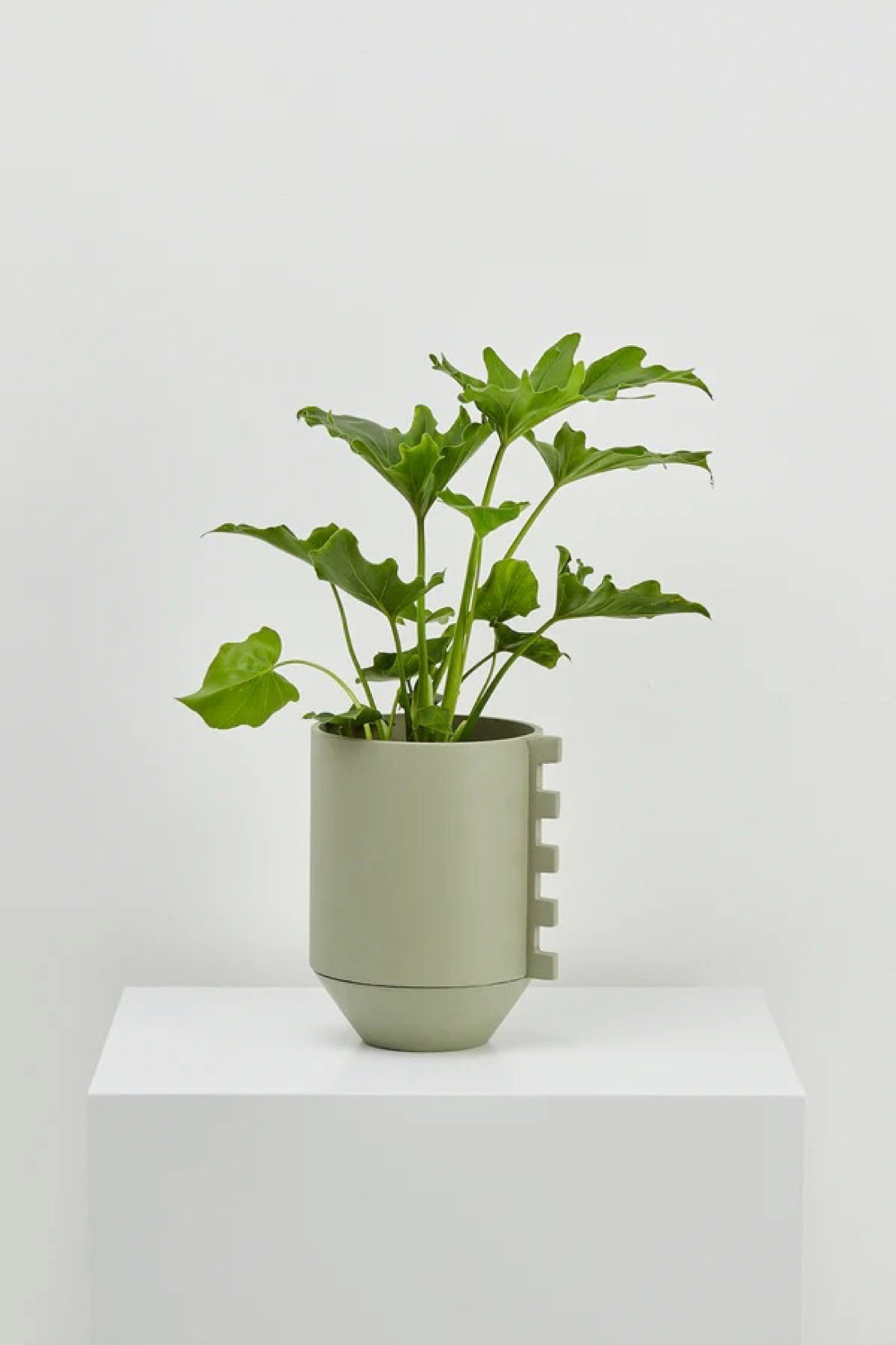 Gum Leaf Zip Feature Planter – Prism Boutique